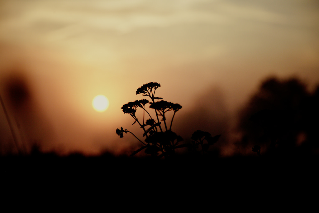 Gallery | Suman Puri